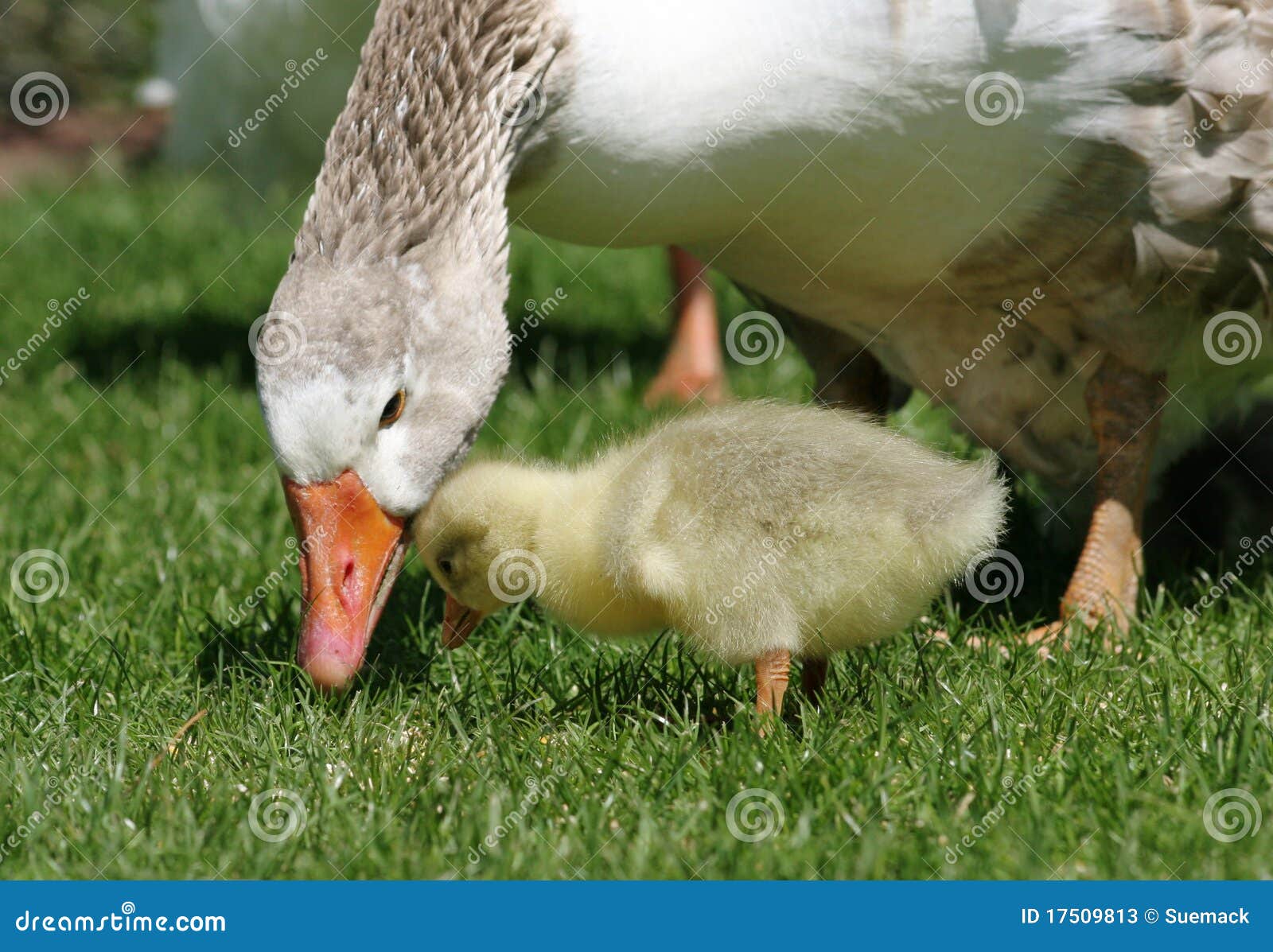 Gosling and goose stock image. Image of sebastapol, farm - 17509813
