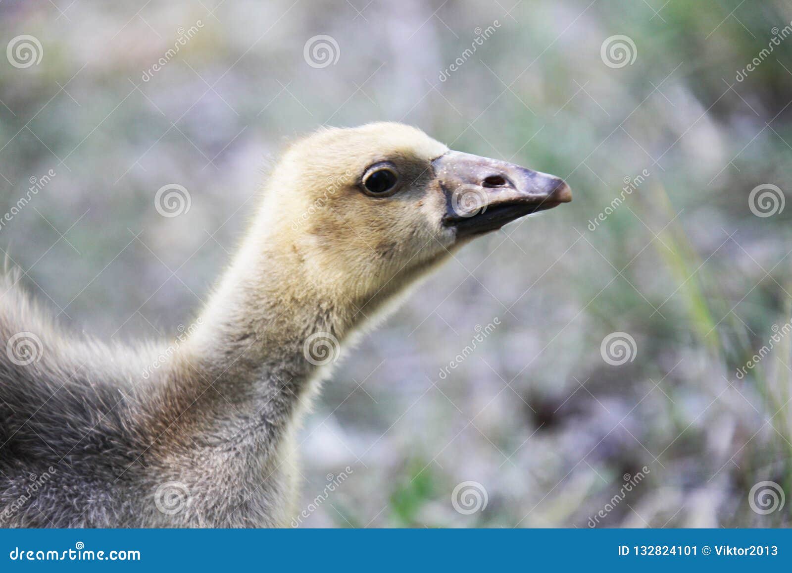 Gosling stock image. Image of animal, bird, gosling - 132824101