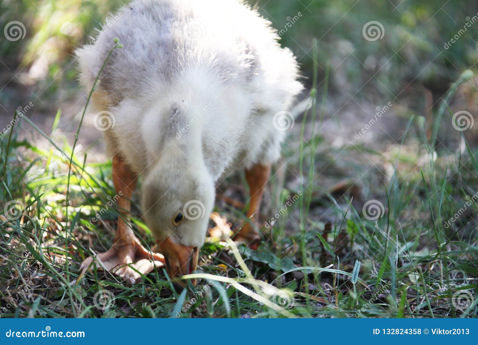 Gosling stock photo. Image of farm, graze, chick, domestic - 132824358