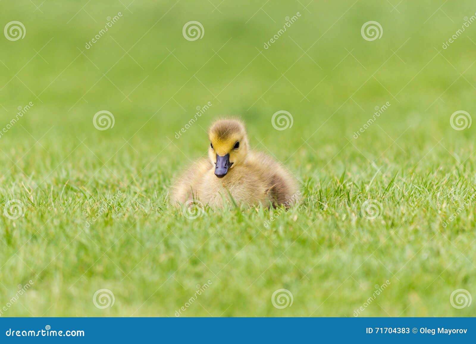 Gosling in the Grass - a Newborn Canada Goose Stock Image - Image of ...