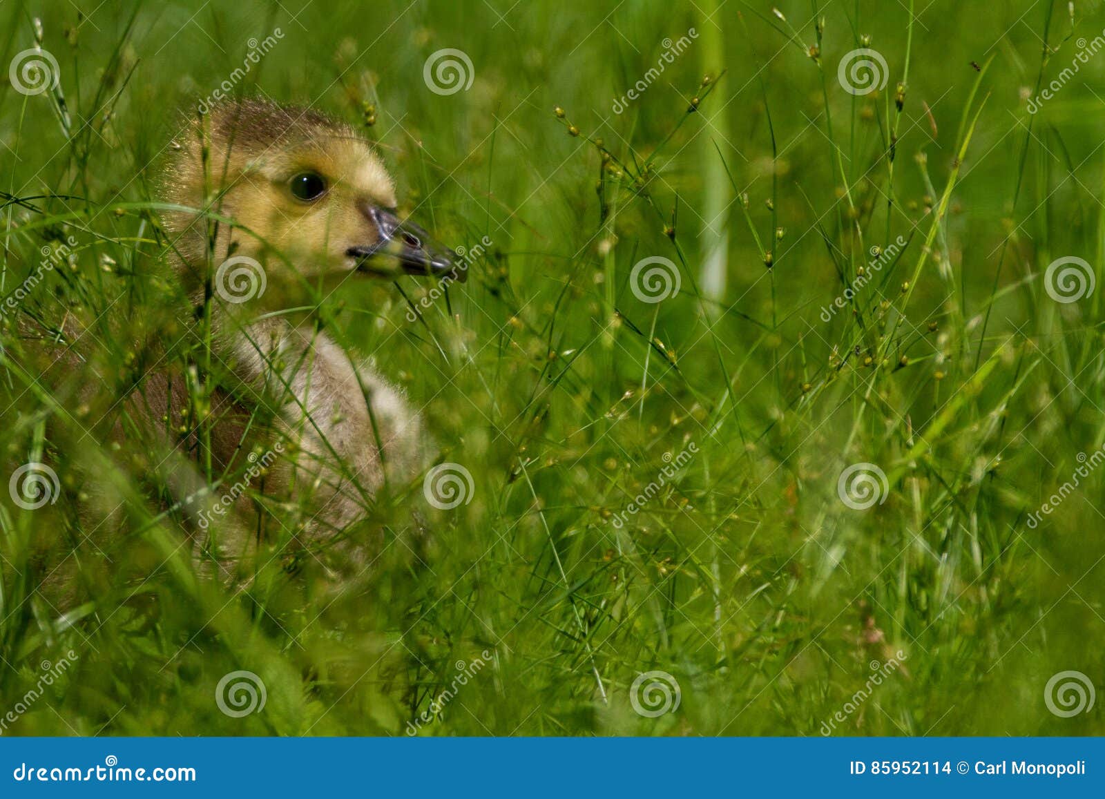 Gosling in the Grass stock photo. Image of spring, grass - 85952114