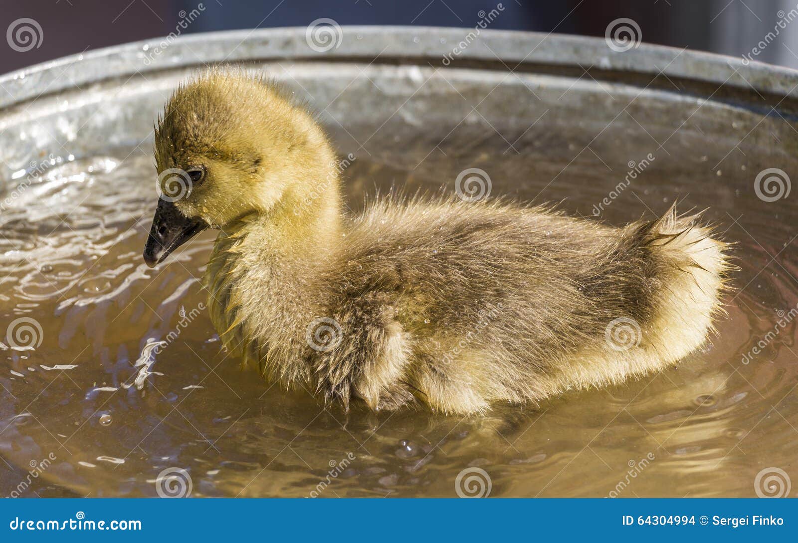 Gosling in the pelvis stock photo. Image of head, color - 64304994