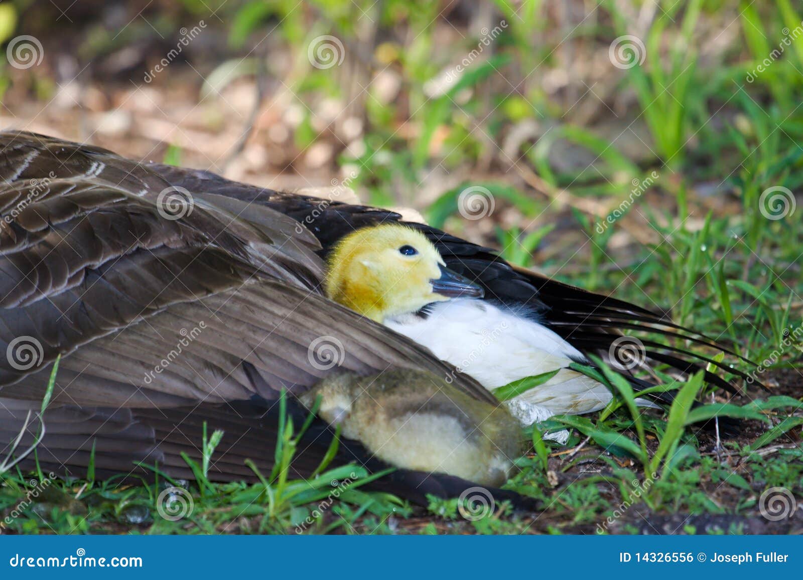 A Gosling Snuggling in for a Rest Stock Photo - Image of cuddling ...