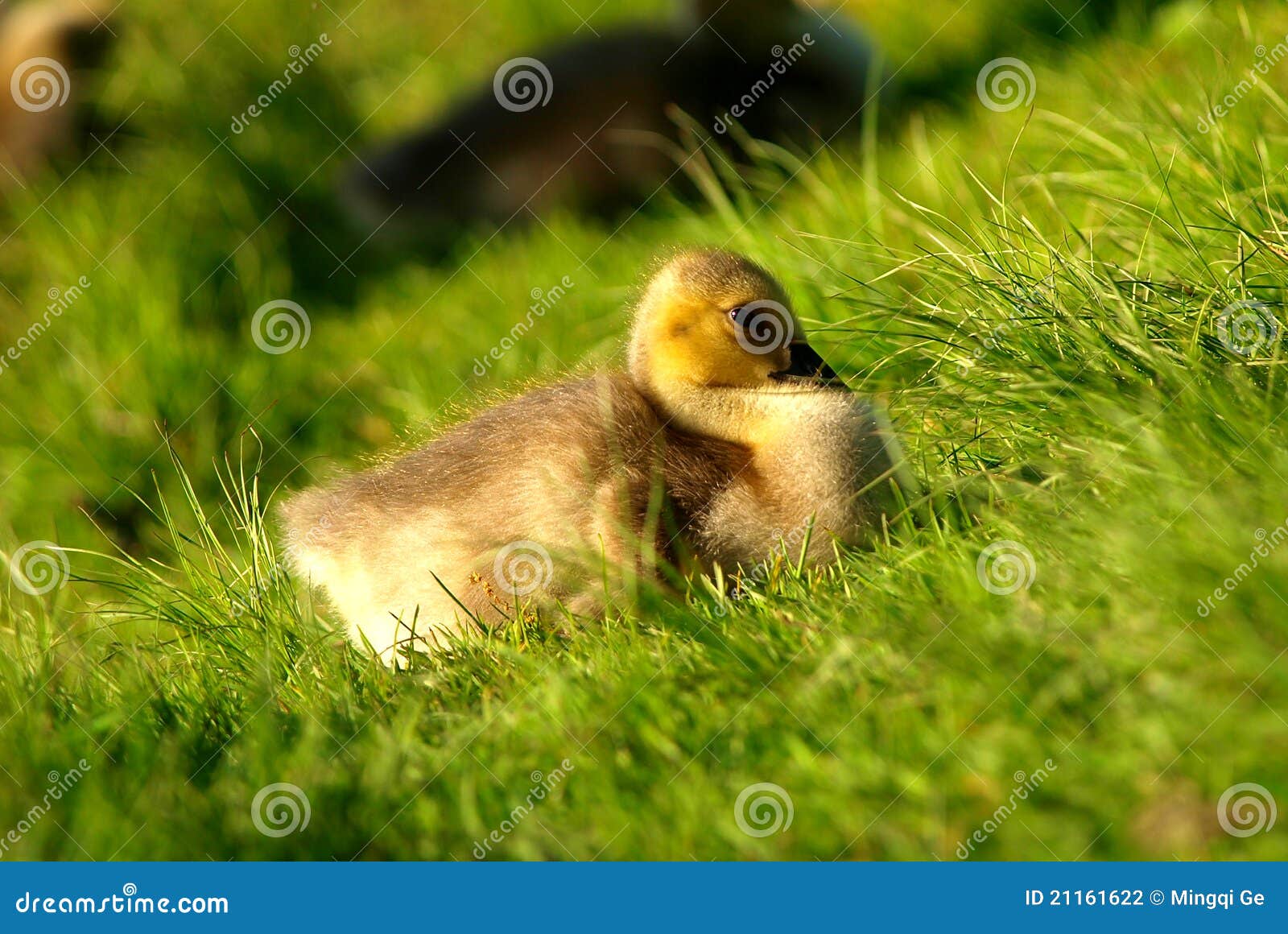 Gosling in Spring stock photo. Image of young, animal - 21161622