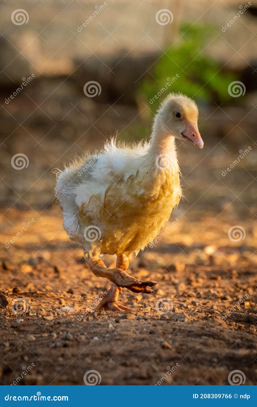 Gosling Walks in Sunshine Lifting Right Foot Stock Photo - Image of ...