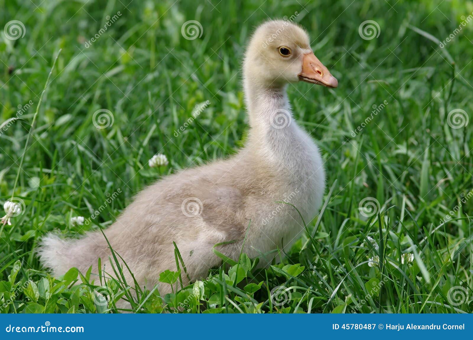 Gosling stock image. Image of hatch, aviary, baby, bird - 45780487