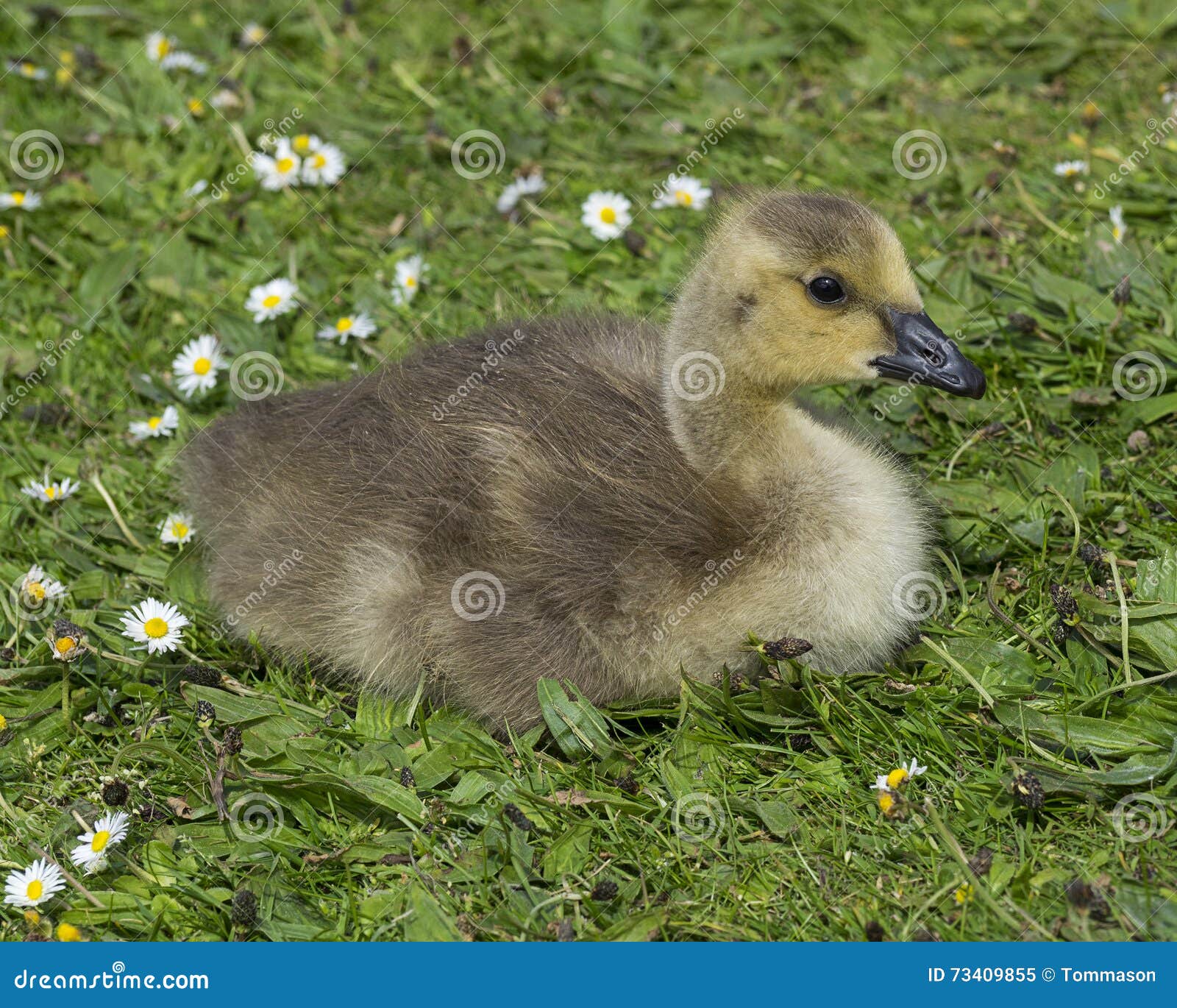 Gosling stock image. Image of bird, nature, chick, grass - 73409855