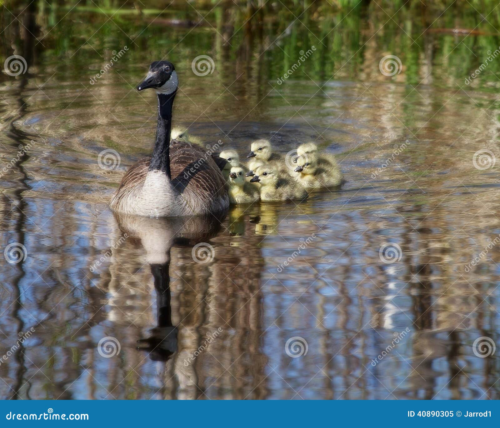 Goslings stock image. Image of bird, wildlife, canada - 40890305