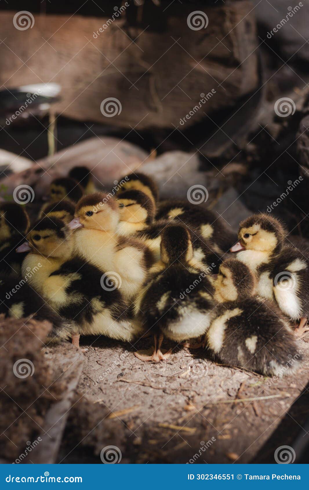 Goslings Follow the Duck in a Flock Stock Image - Image of newborn ...