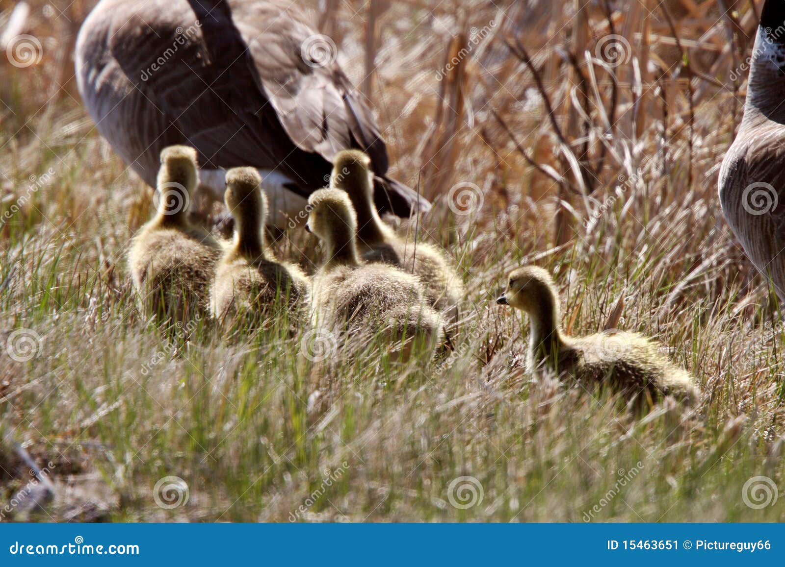 Goslings Following Canada Goose Stock Image - Image of goslings ...