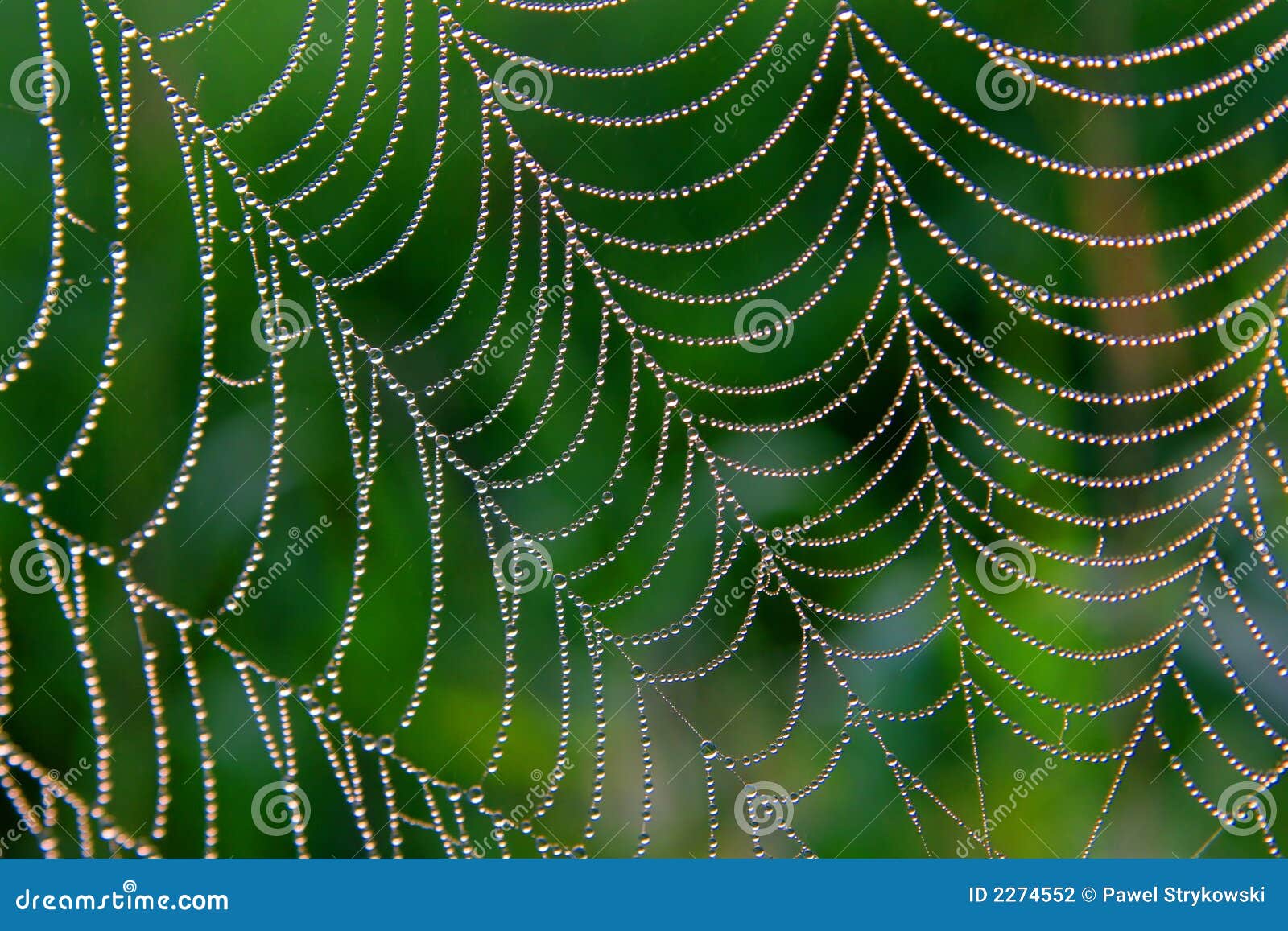 Gossamer stock photo. Image of autumn, green, warm, meadow - 2274552
