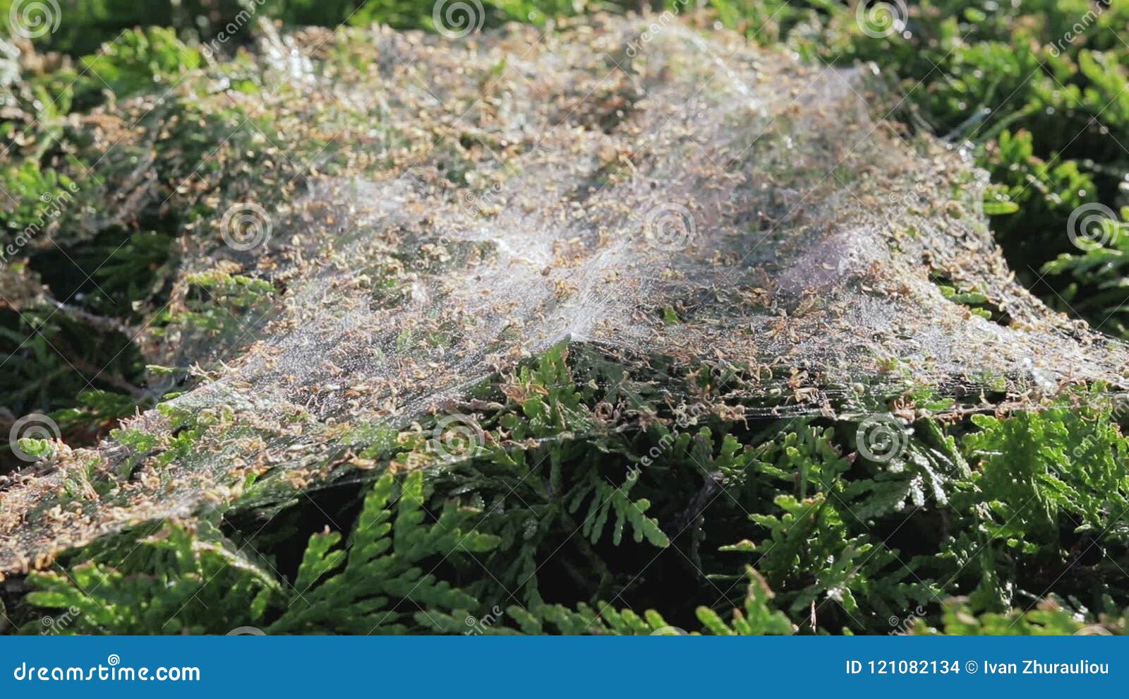Spiderweb on the bush. stock footage. Video of gossamer - 121082134