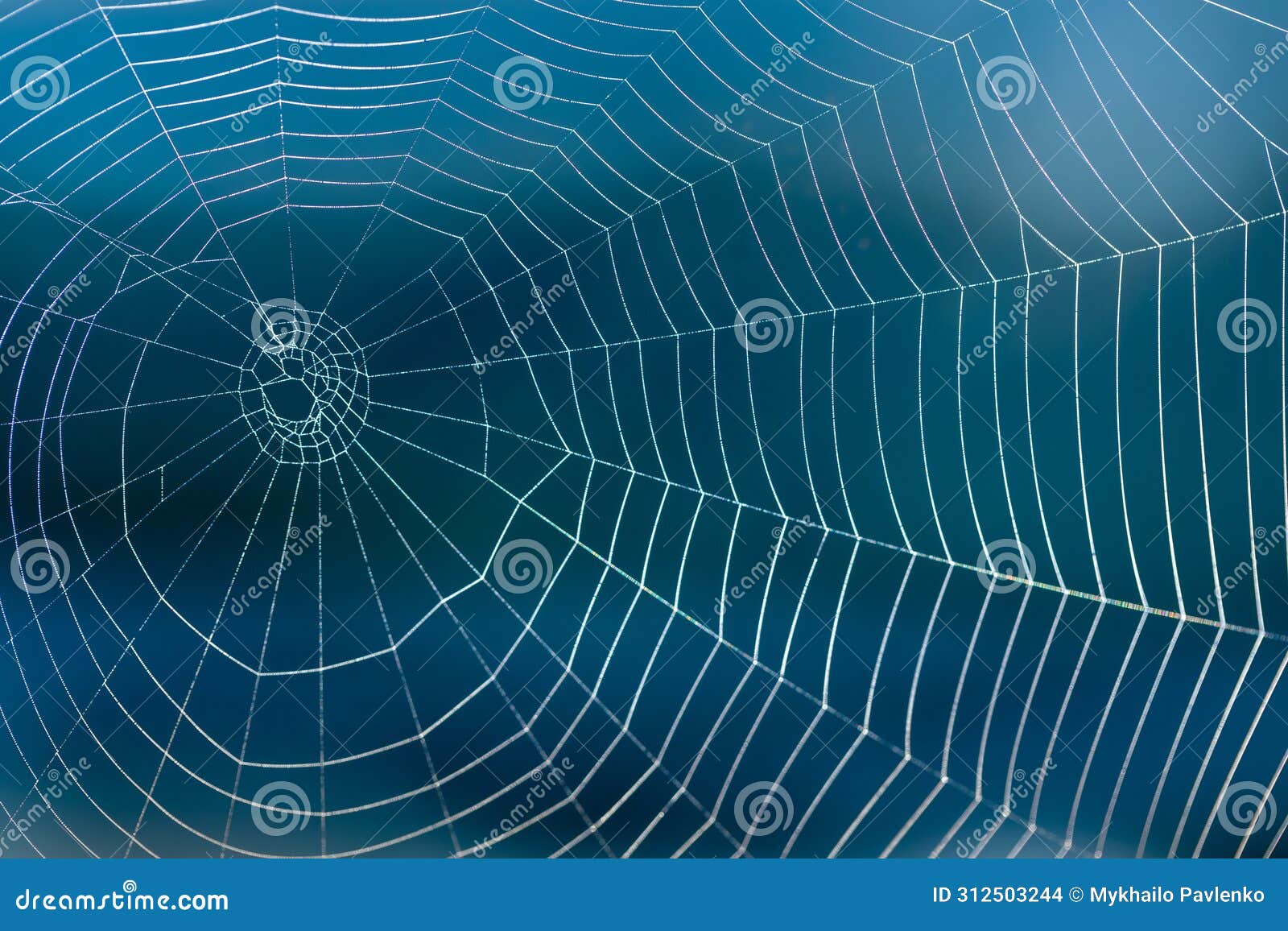 Gossamer Threads: Spider Web among the Blades Stock Photo - Image of ...