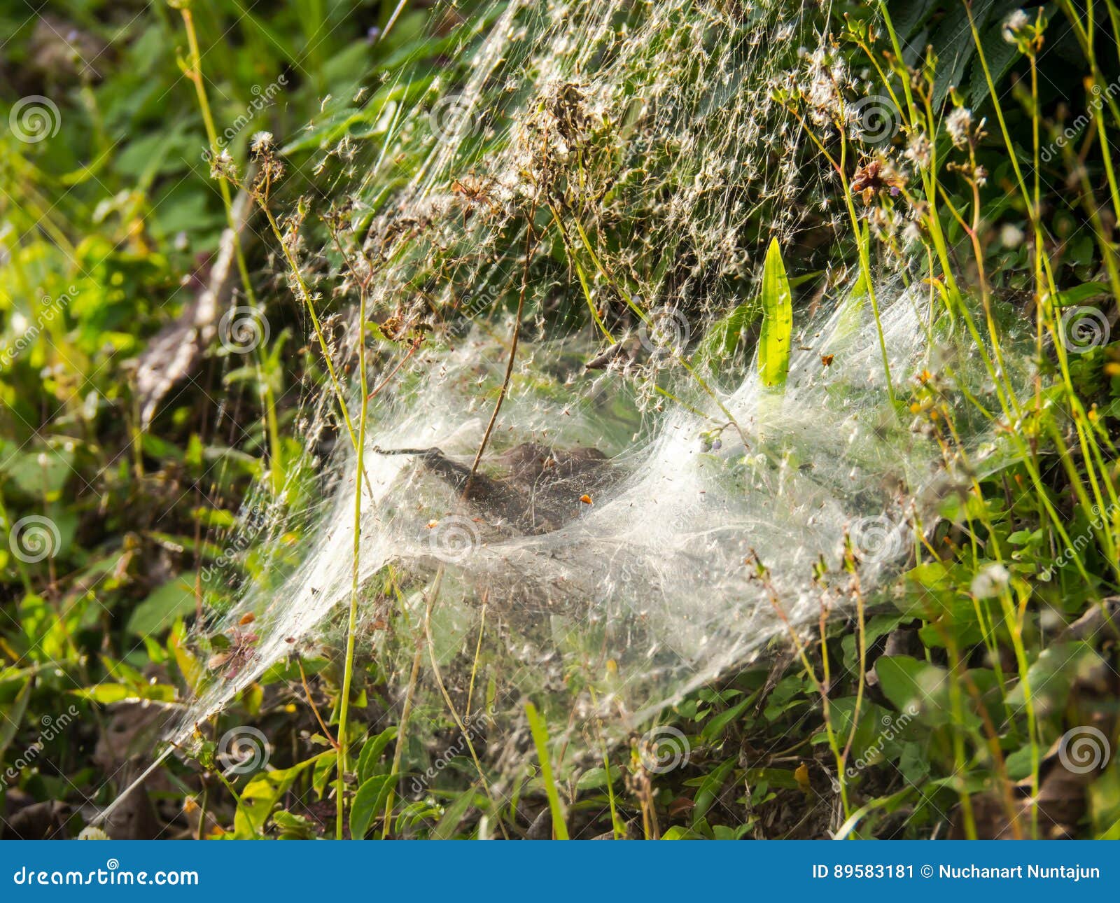 The gossamer. stock image. Image of spider, light, forest - 89583181