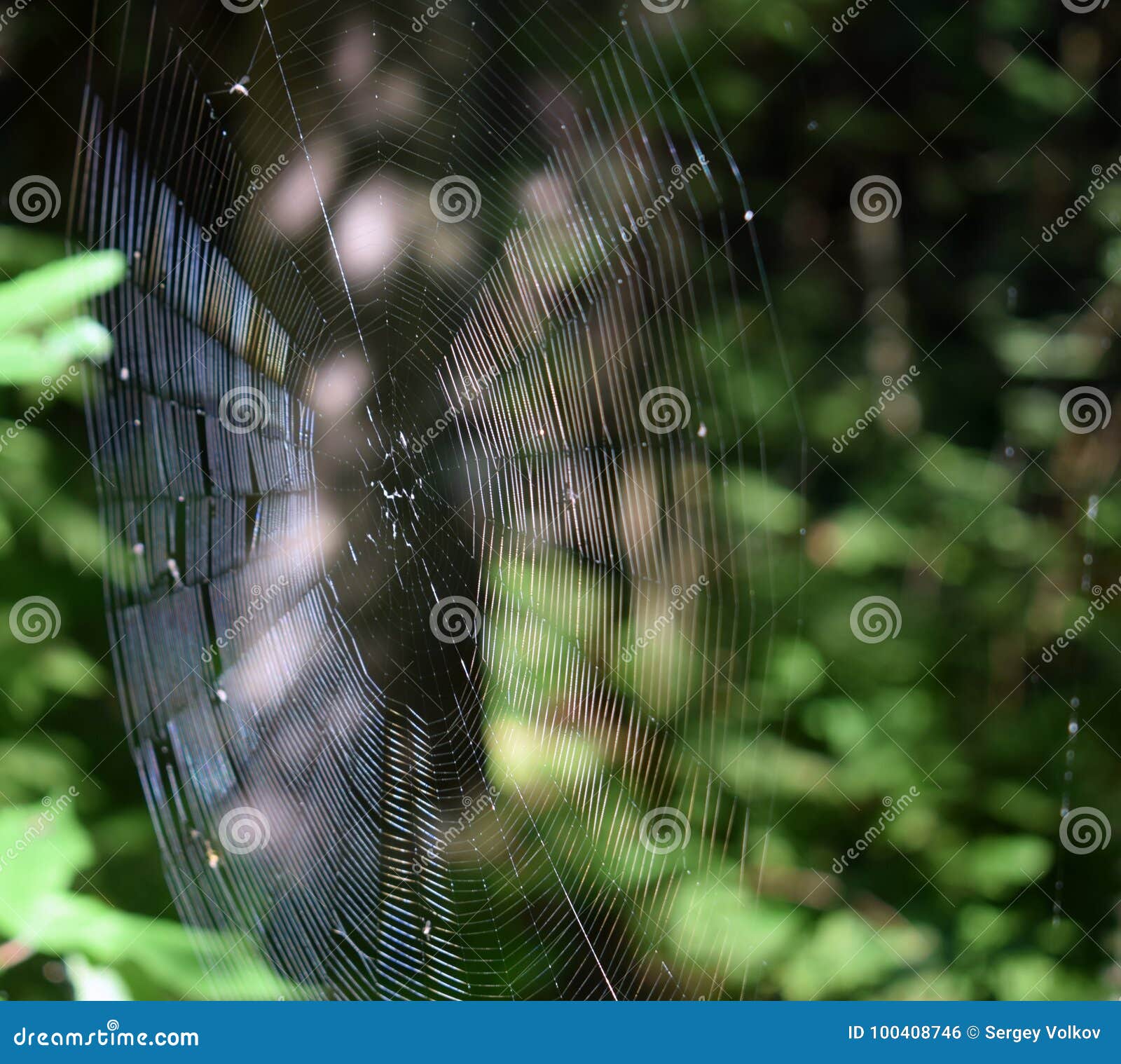 Gossamer stock photo. Image of natural, nature, spider - 100408746
