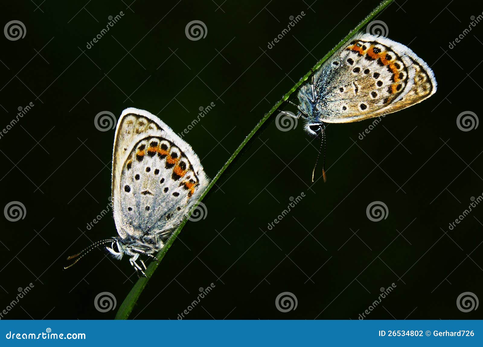 Gossamer-winged butterfly stock photo. Image of blade - 26534802