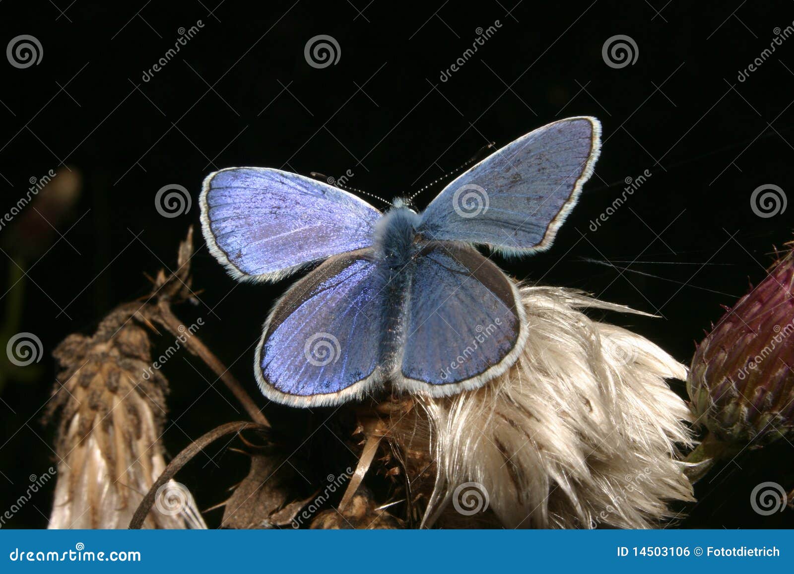 Gossamer-winged Butterfly (Lycaenidae) Stock Photo - Image of close ...