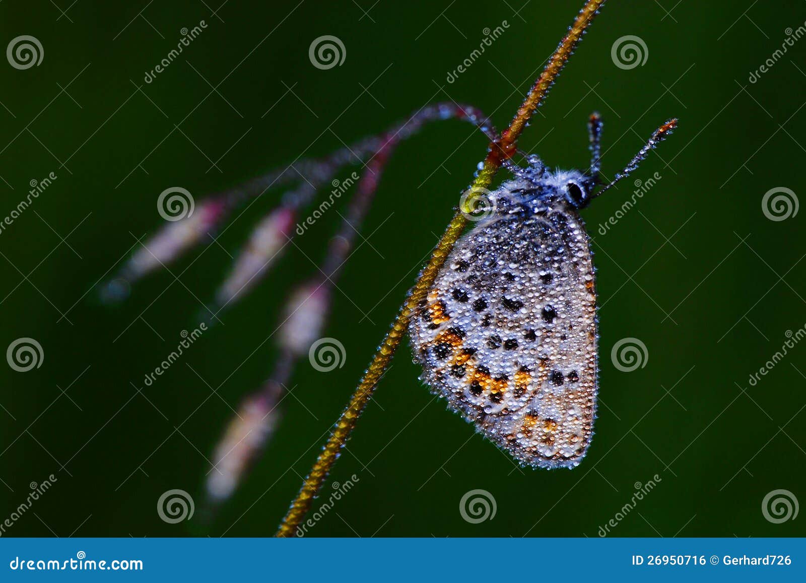 Gossamer-winged Butterfly (lycaenidae) Stock Photo - Image of stalk ...