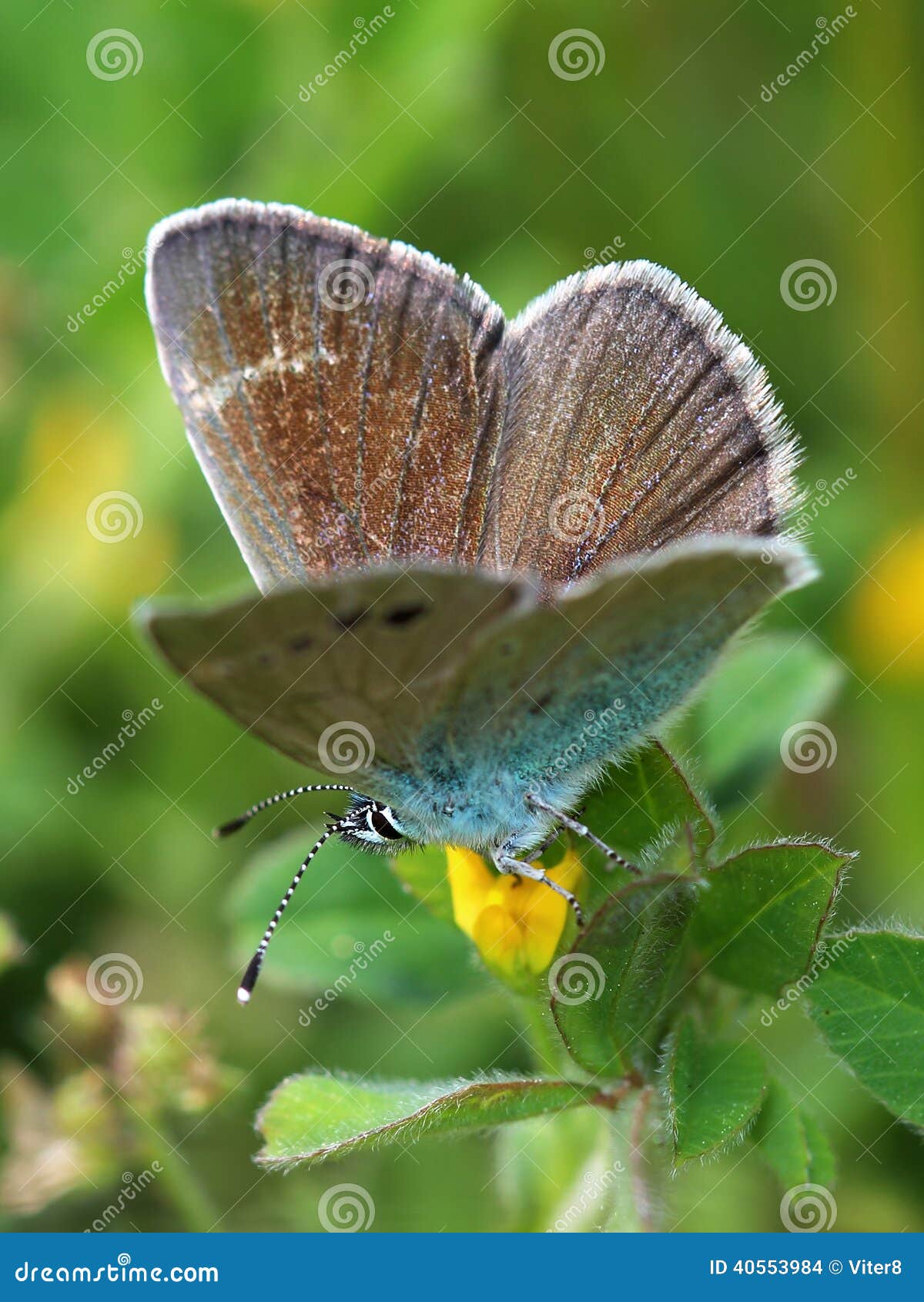 Gossamer-winged Butterfly on Meadow Stock Photo - Image of insect ...
