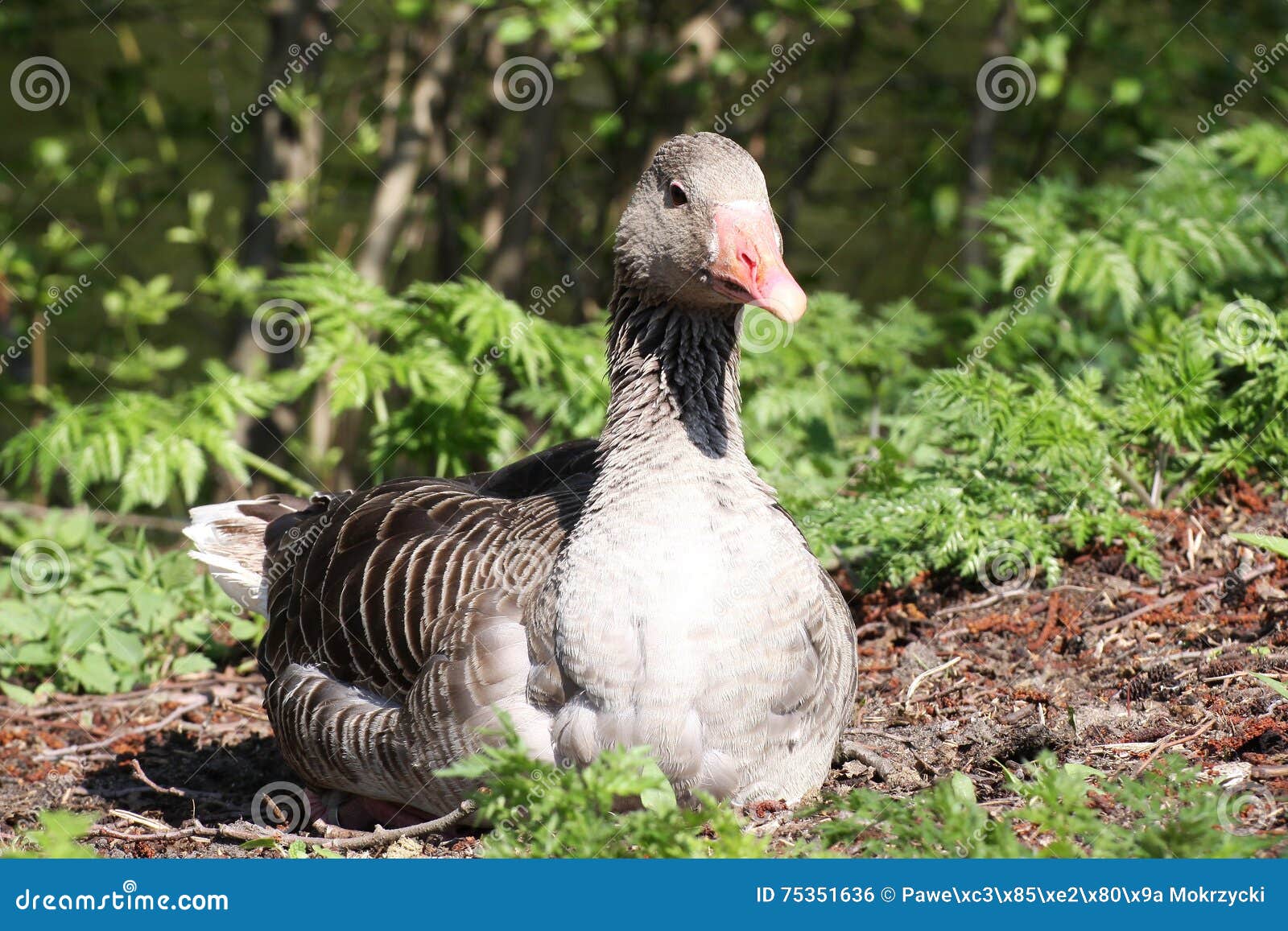 Gosse stock photo. Image of anser, animal, lake, branta - 75351636