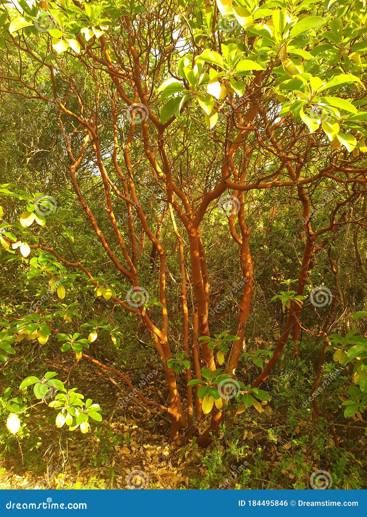 Gossip tree in summer stock photo. Image of called, botum - 184495846