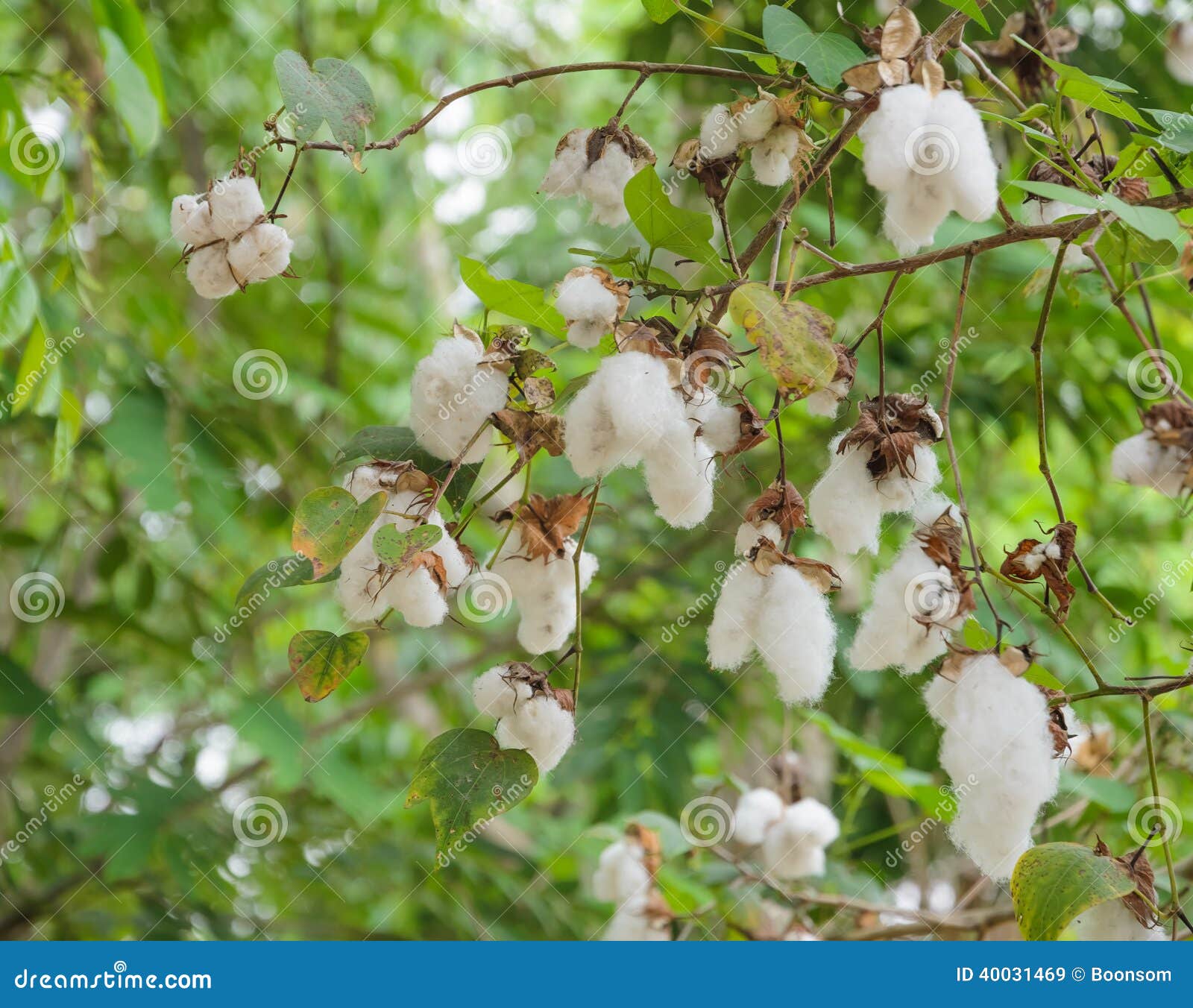Gossypium plant stock image. Image of fiber, green, white - 40031469