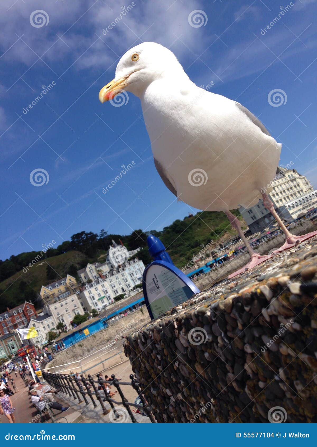 Got Close. Seagull at the Beach Stock Photo - Image of summer, colours ...