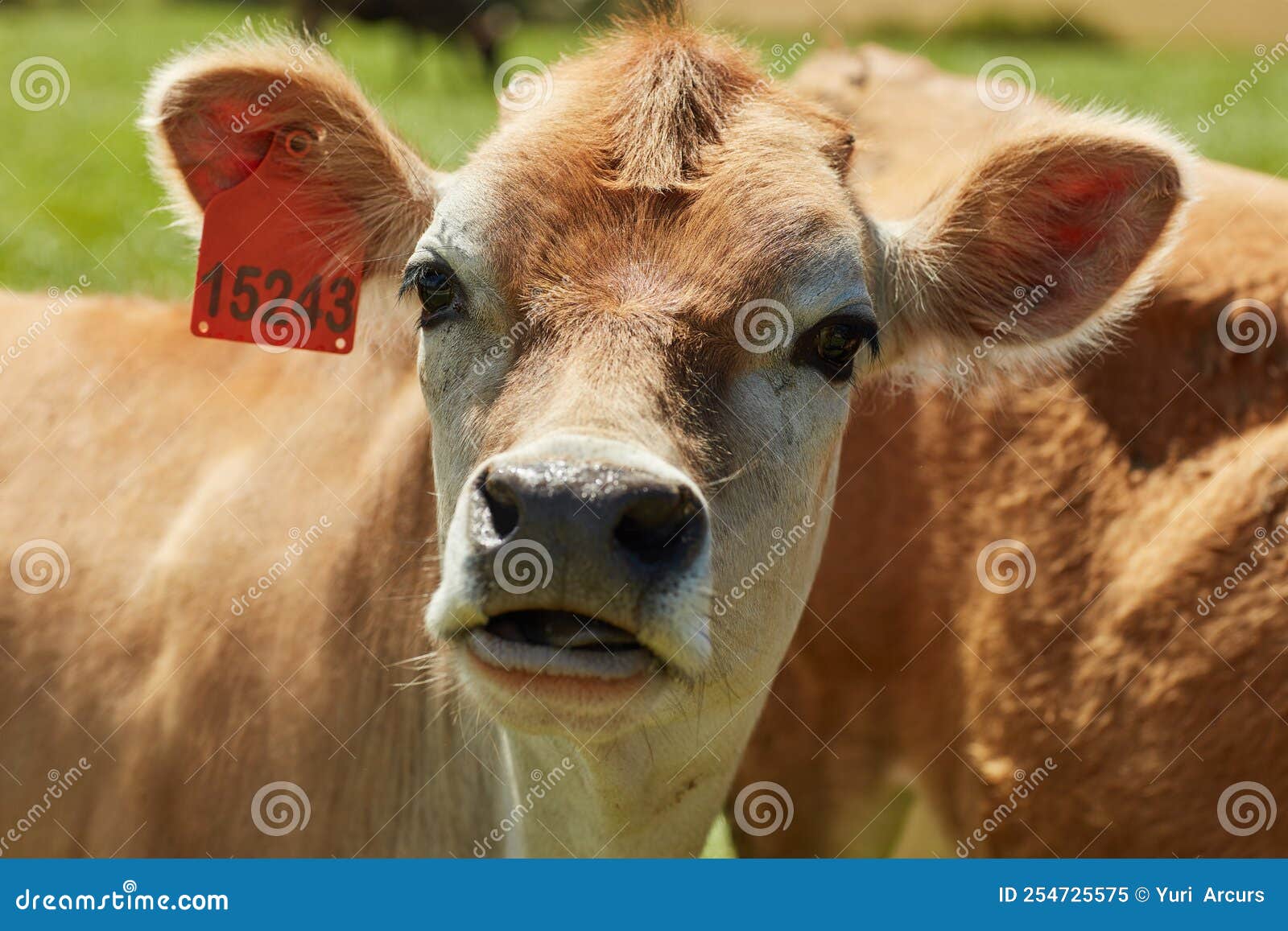Got Milk. a Herd of Dairy Cows Standing in a Green Pasture. Stock Image ...