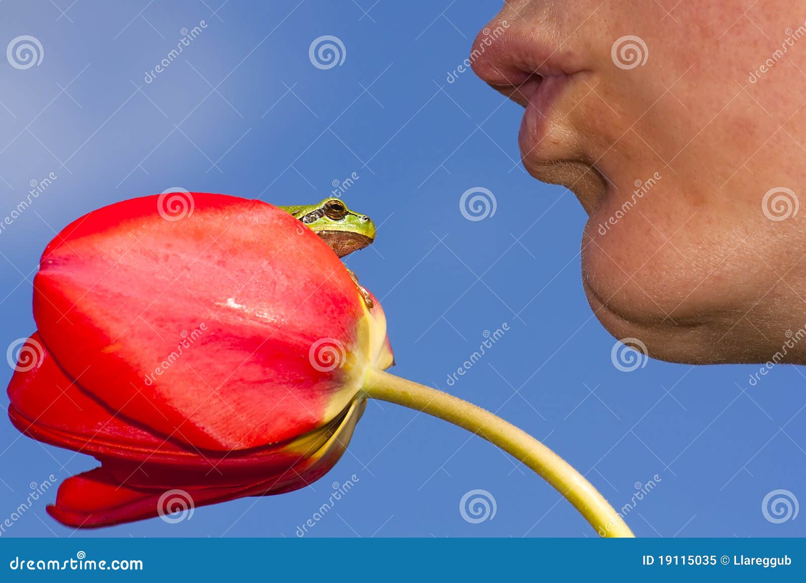 Got to kiss a few frogs stock image. Image of concept - 19115035
