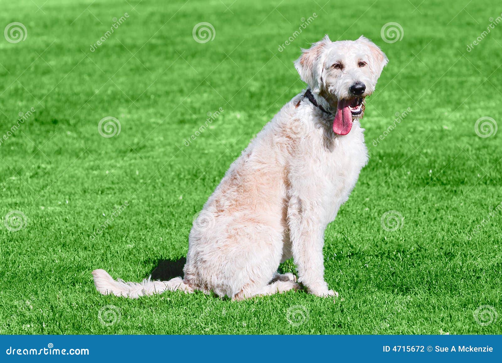Got Tongue ~ Humorous Golden Labradoodle Stock Photo - Image of ...