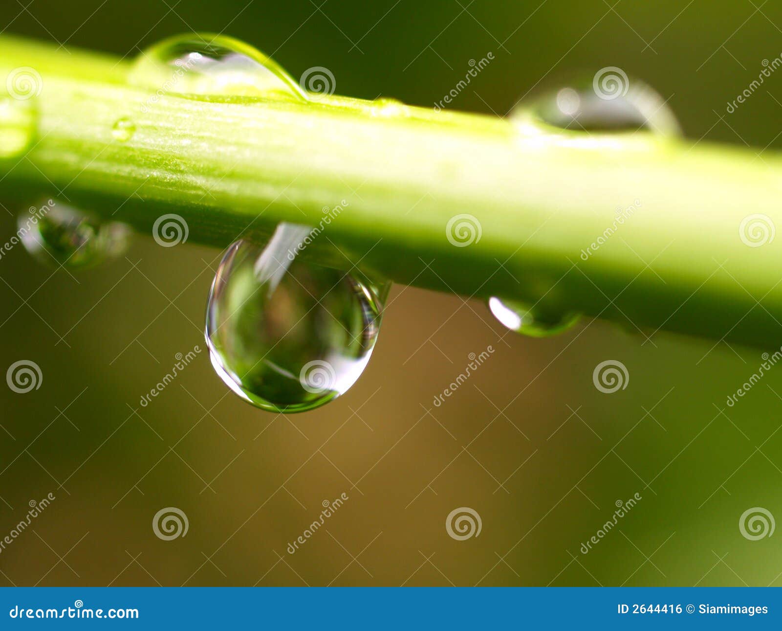 Gota 02 De La Hoja Del Agua De La Planta Foto De Archivo Imagen De