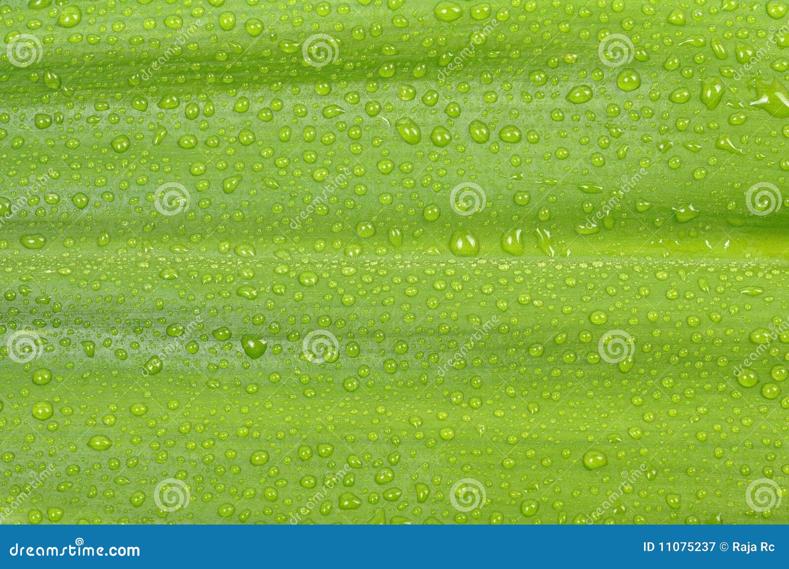 Musgo Verde Color Pictures And Images - RGB Color Hex Code [#80C040 - 83%]