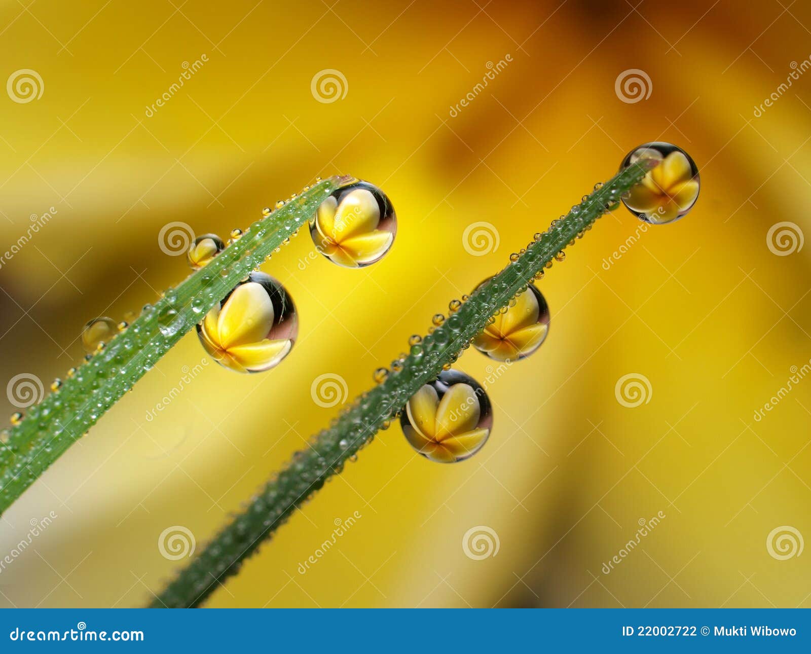 Gota de orvalho foto de stock. Imagem de fotografia, orvalho - 22002722