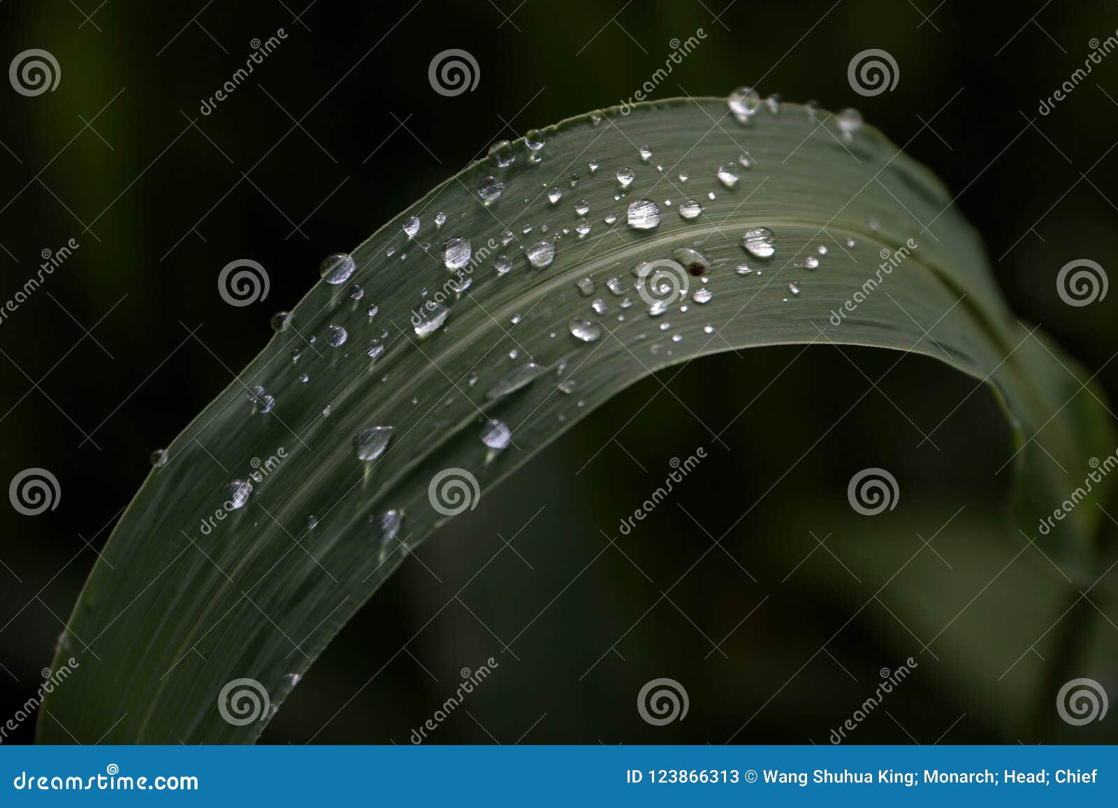 Gota De Rocío; Gotas Del Rocío; Rocío Imagen de archivo - Imagen de ...