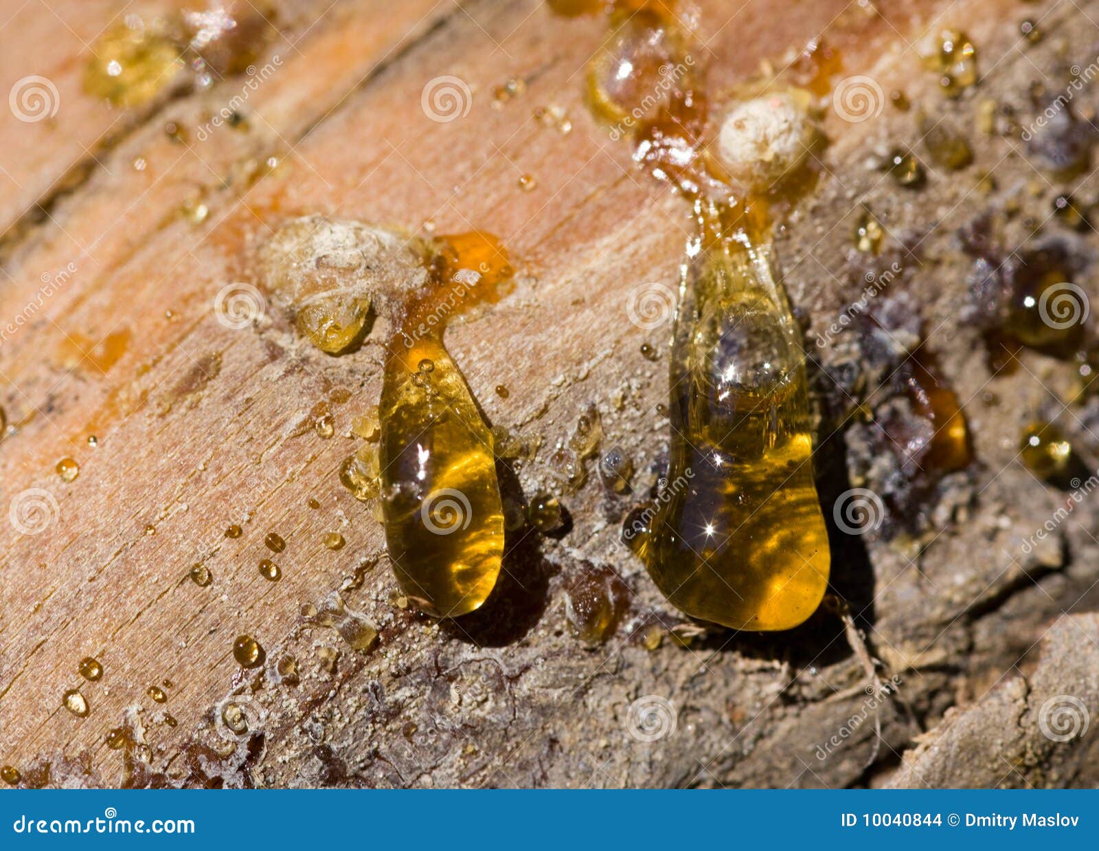 Gotas De La Echada Del Pino Foto de archivo - Imagen de resina ...