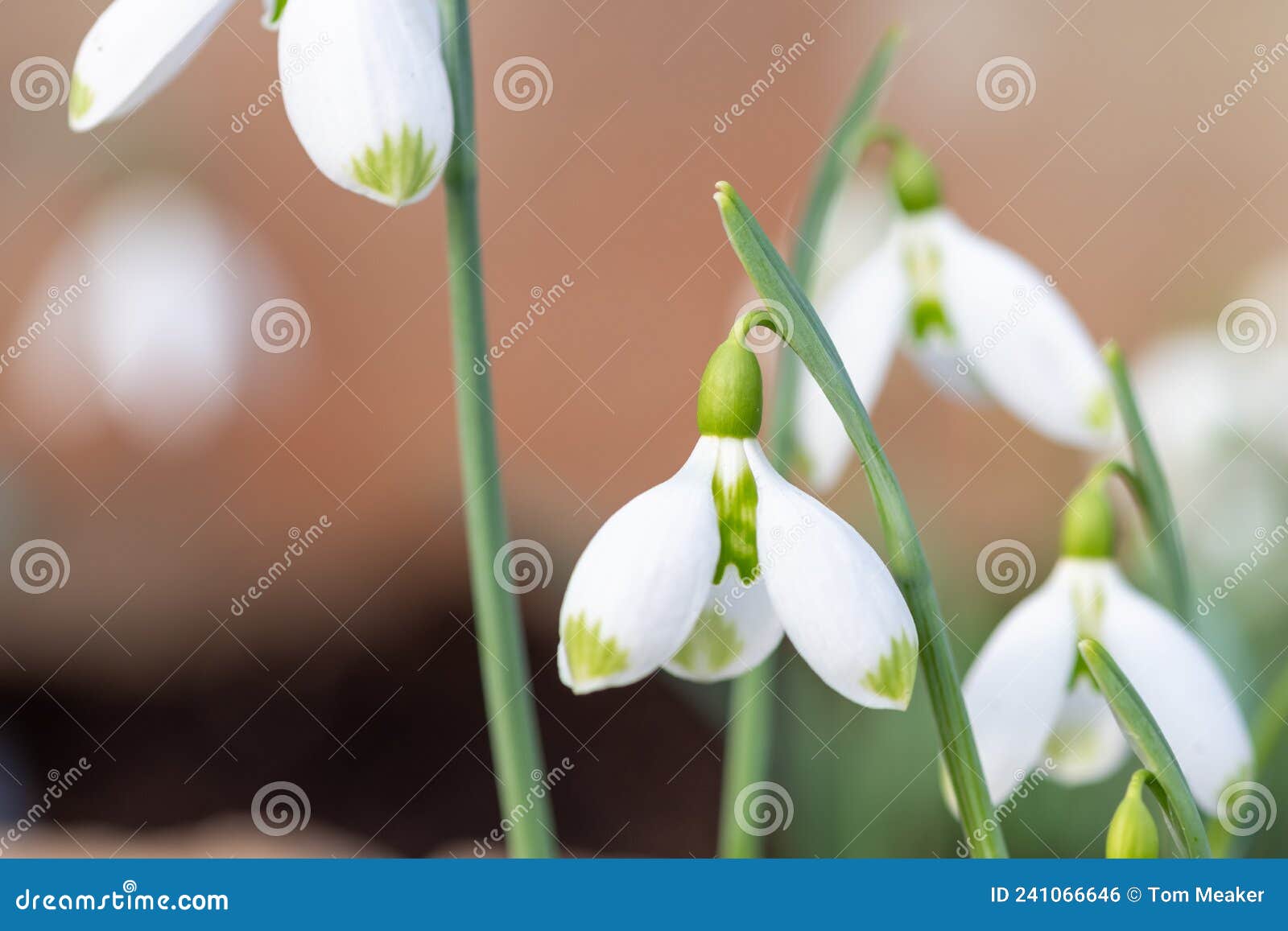 Gotas De Nieve Galanthus David Baker Foto de archivo - Imagen de macro ...