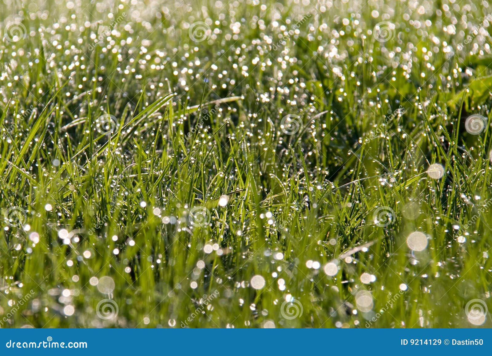 Gotas de orvalho no campo imagem de stock. Imagem de orvalho - 9214129