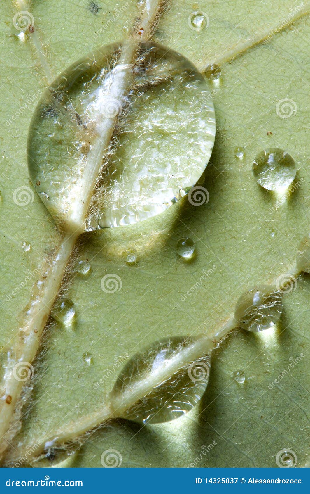 Gotas de rocío imagen de archivo. Imagen de flora, macro - 14325037