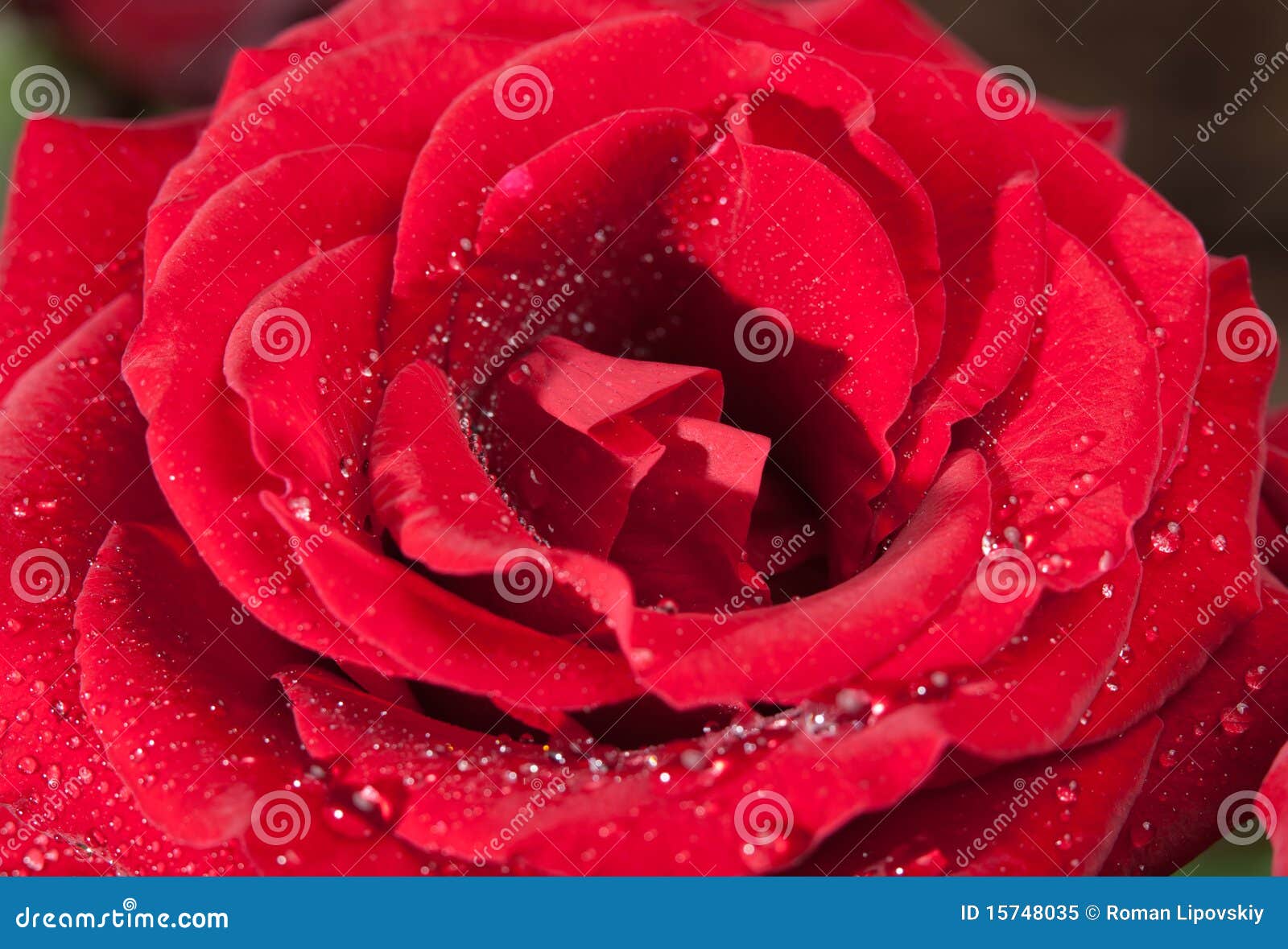 Gotas De Rocío Color De Rosa Del Rojo. Imagen de archivo - Imagen de ...