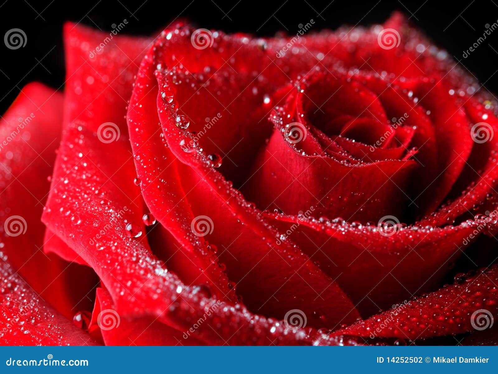 Gotas de rocío de Rose foto de archivo. Imagen de cierre - 14252502
