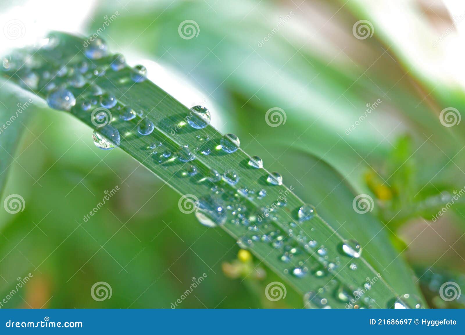 Gotas de rocío en una hoja imagen de archivo. Imagen de lluvia - 21686697