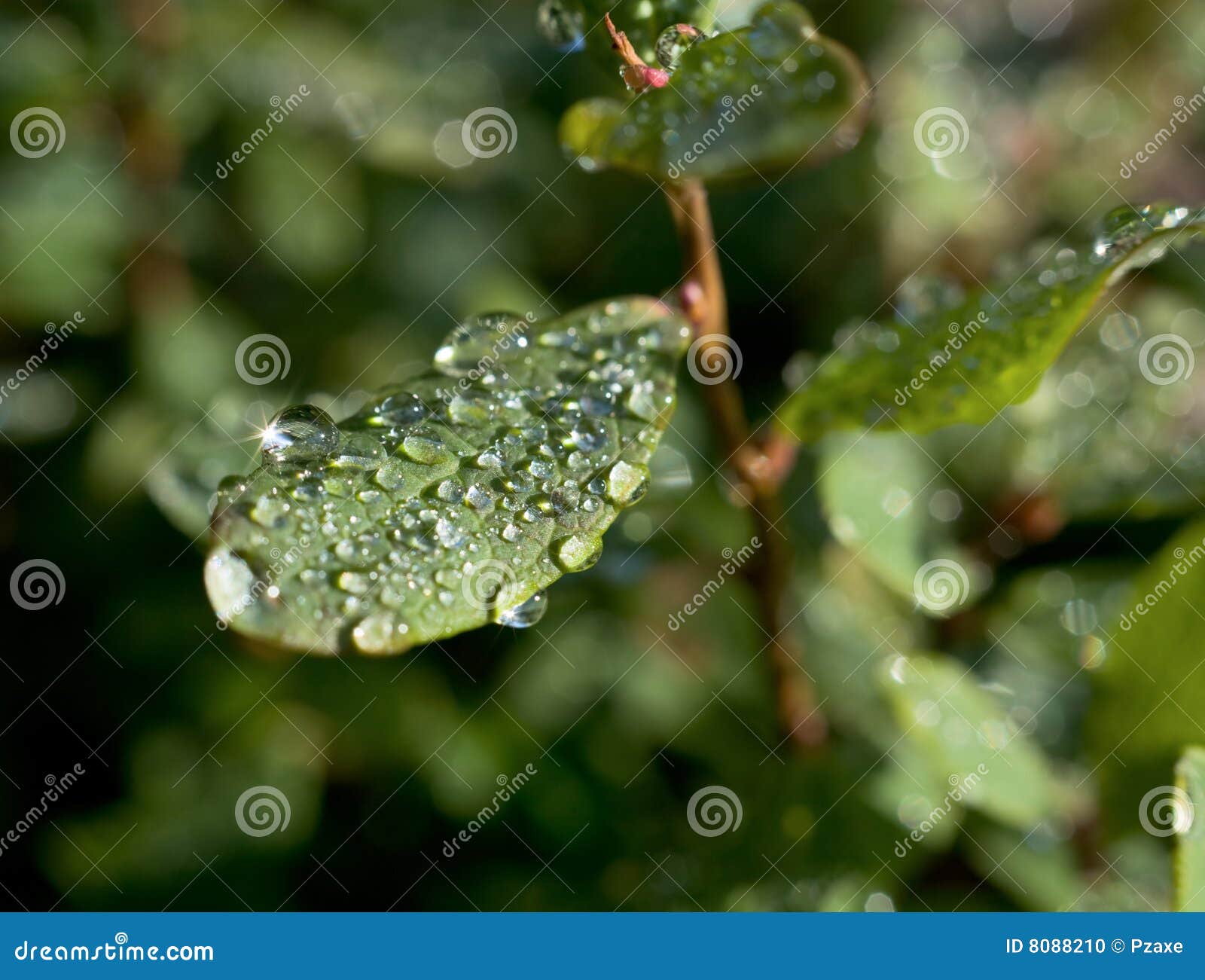 Gotas Do Orvalho Nas Folhas Da Grande Uva-do-monte Foto de Stock ...