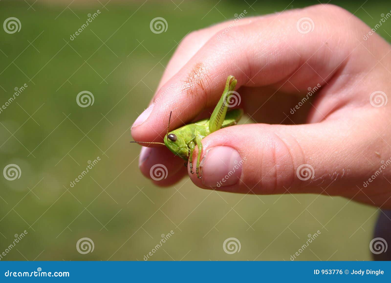 GotchA stock photo. Image of hand, entomologist, alive - 953776