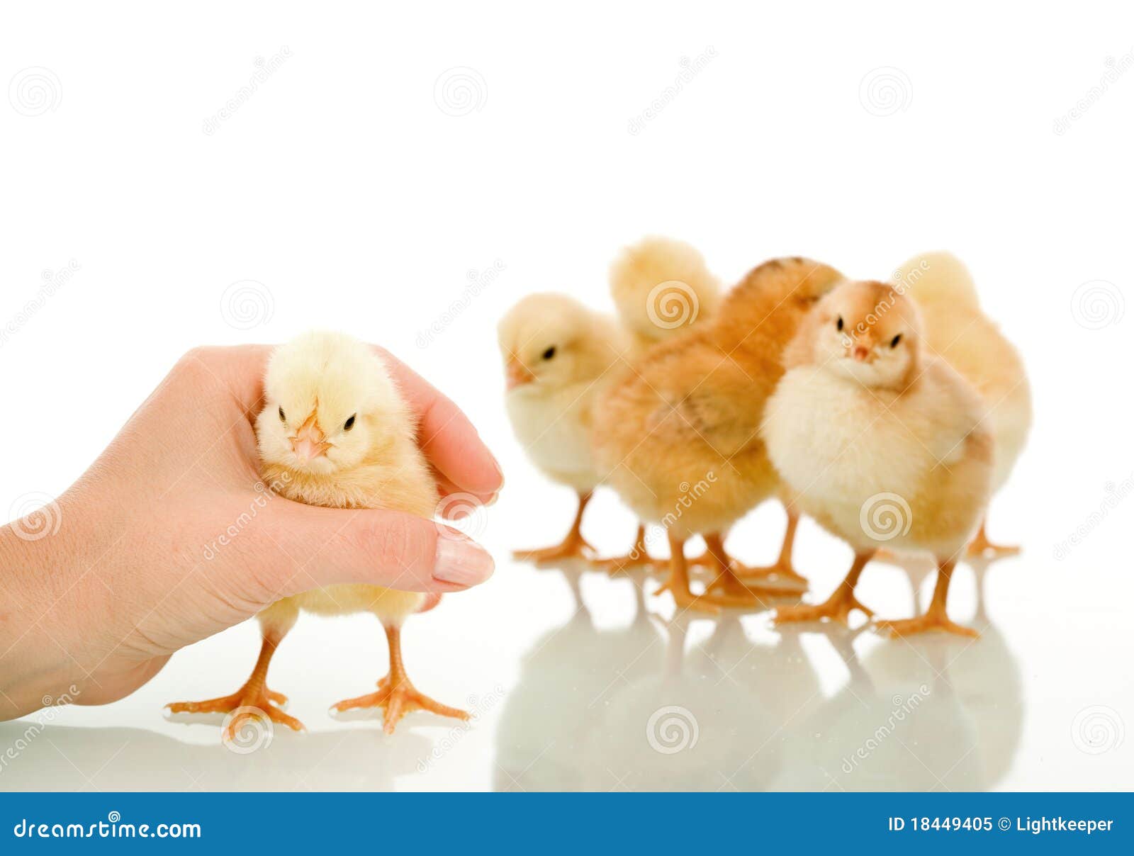 Gotcha - Womans Hand Catching Small Fluffy Chicken Stock Image - Image ...