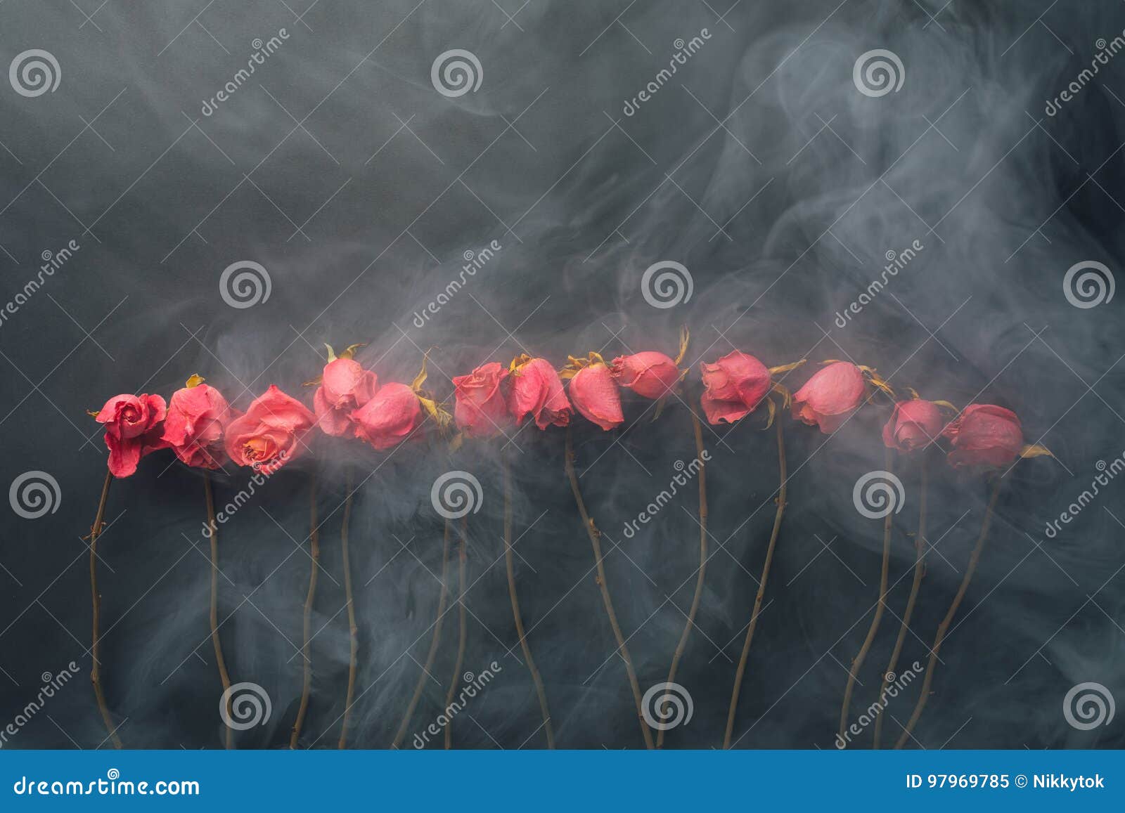 Roses, Black Roses, Red Roses, Rotten Roses, Aesthetic Roses, Expensive ...