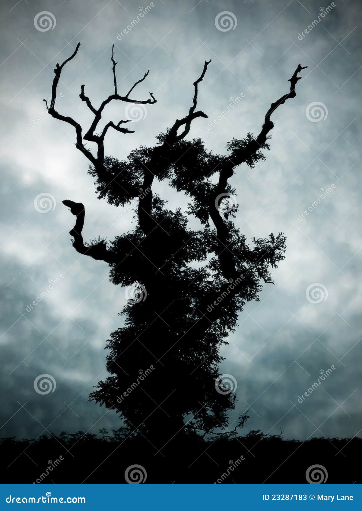 Goth Tree stock image. Image of nature, hebrides, scotland - 23287183