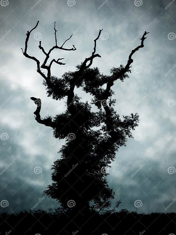 Goth Tree stock image. Image of nature, hebrides, scotland - 23287183