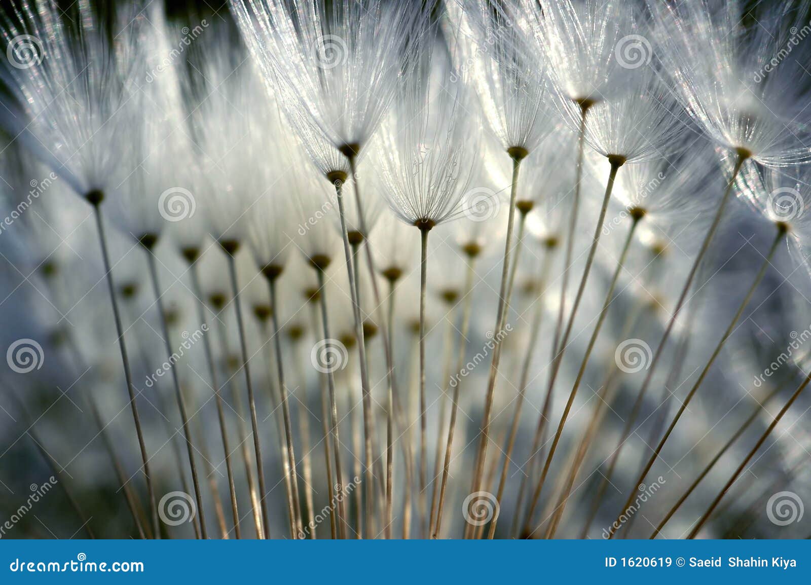 Gothic stock image. Image of lawns, plant, plants, pattern - 1620619