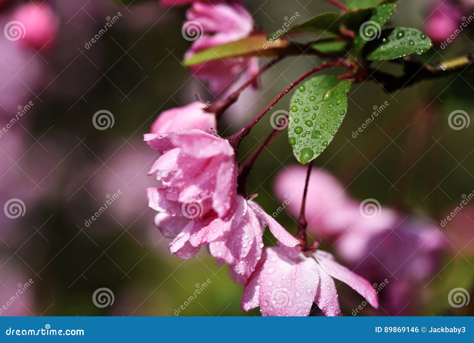 Gotita rosada de la flor foto de archivo. Imagen de belleza - 89869146