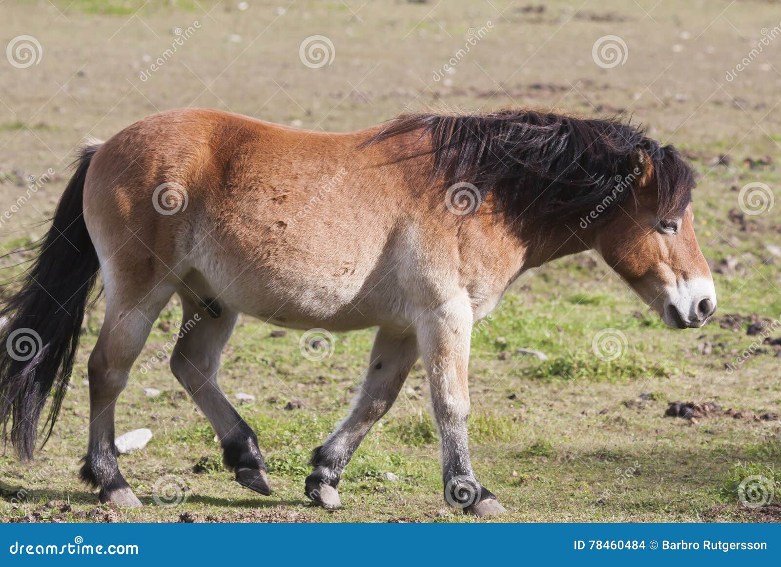 Gotland Pony Stock Photos - Download 51 Royalty Free Photos